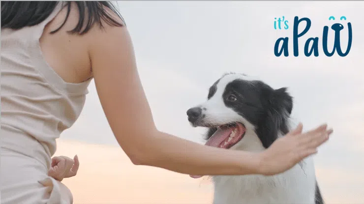 aPaW – Where tails of happiness begin!